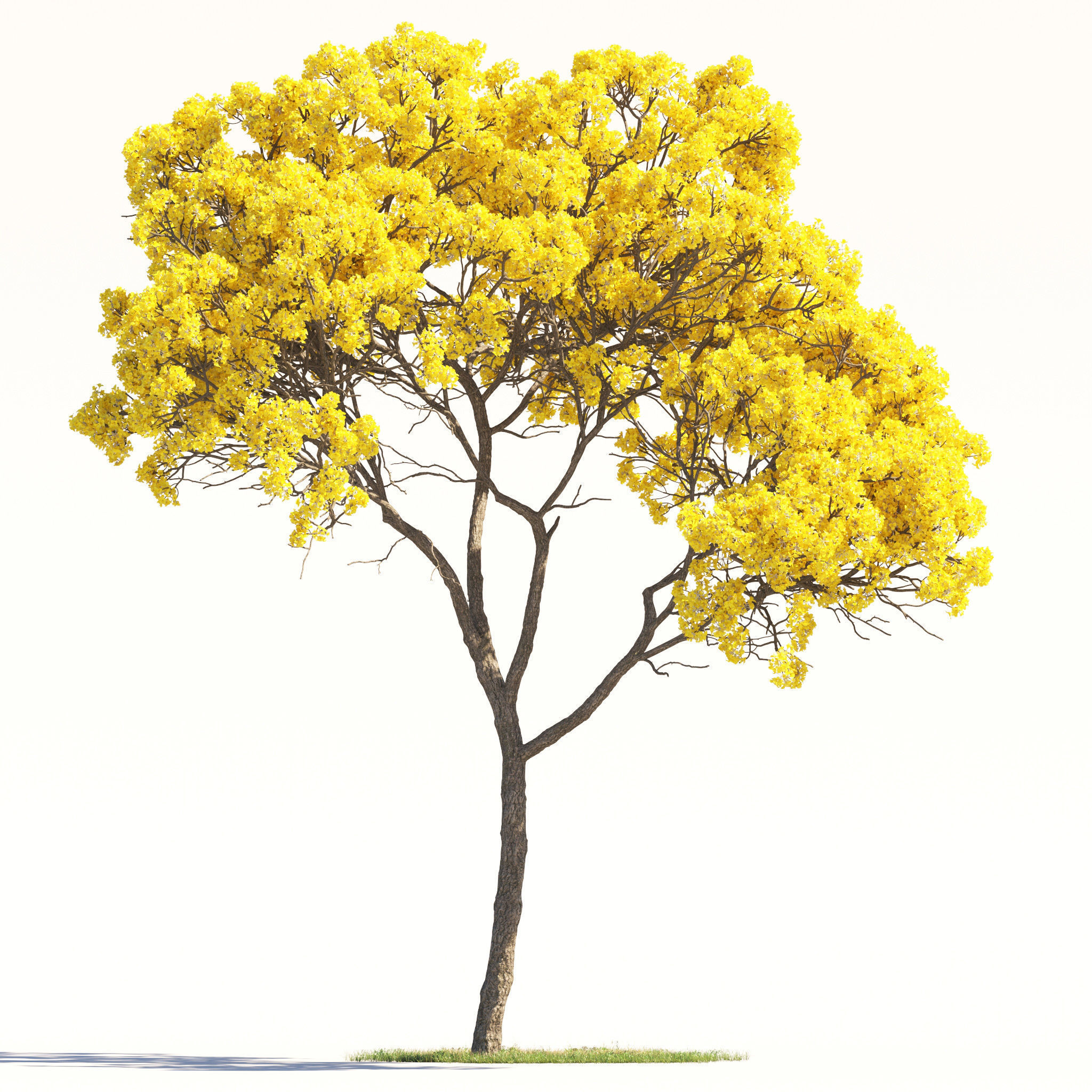 Archmodels vol 264 - collection of 40 blooming trees 3D model | CGTrader
