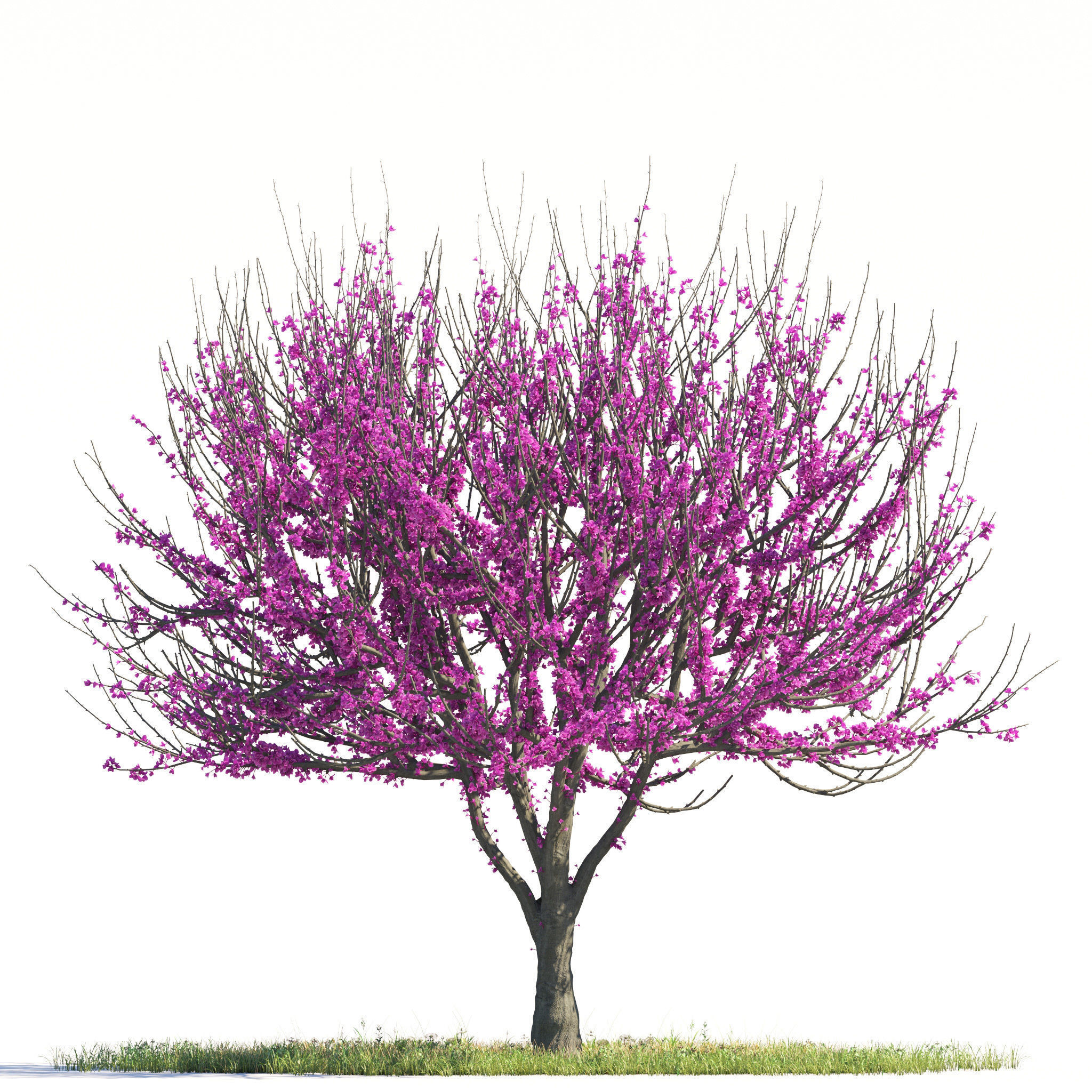 Archmodels vol 264 - collection of 40 blooming trees 3D model | CGTrader