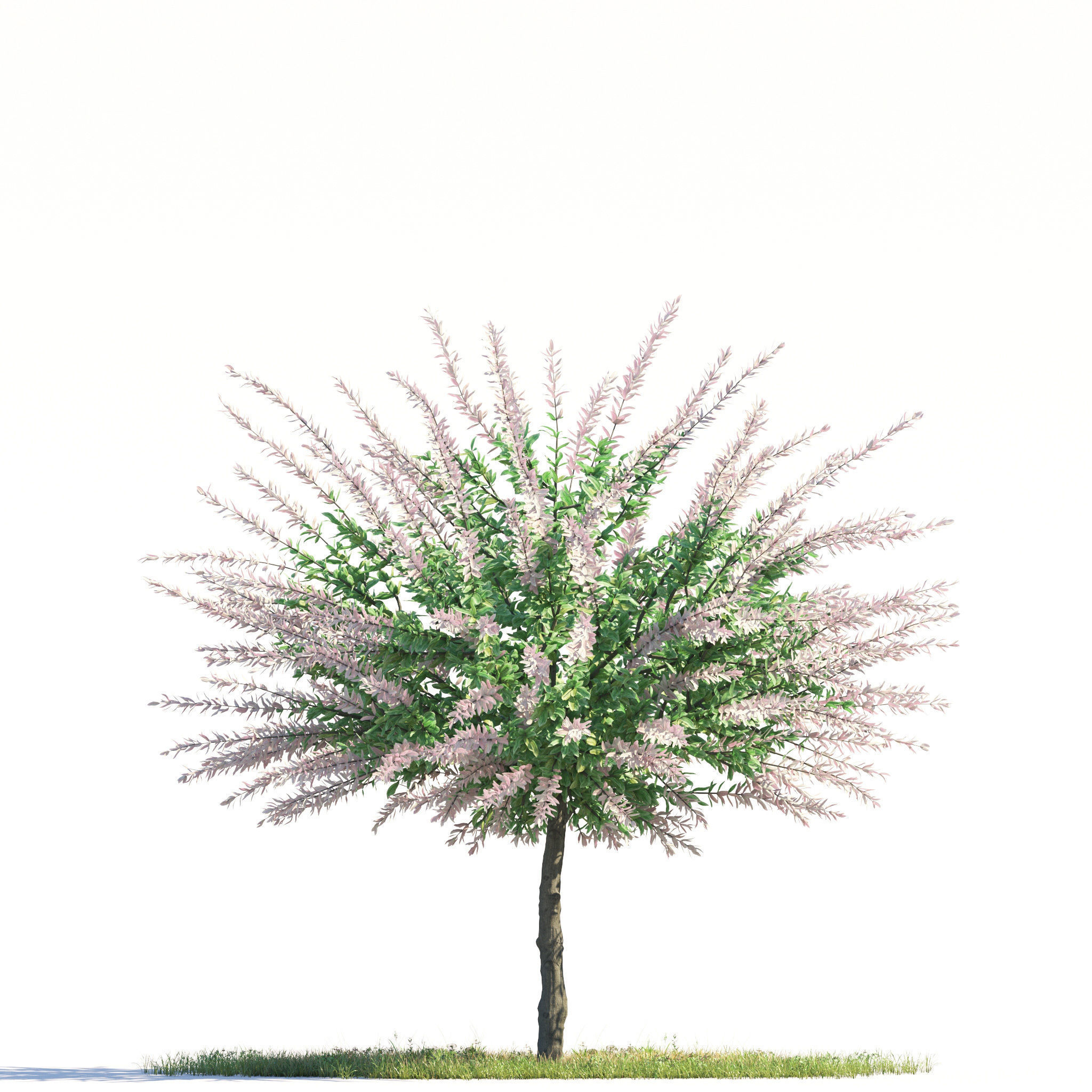 Archmodels vol 264 - collection of 40 blooming trees 3D model | CGTrader