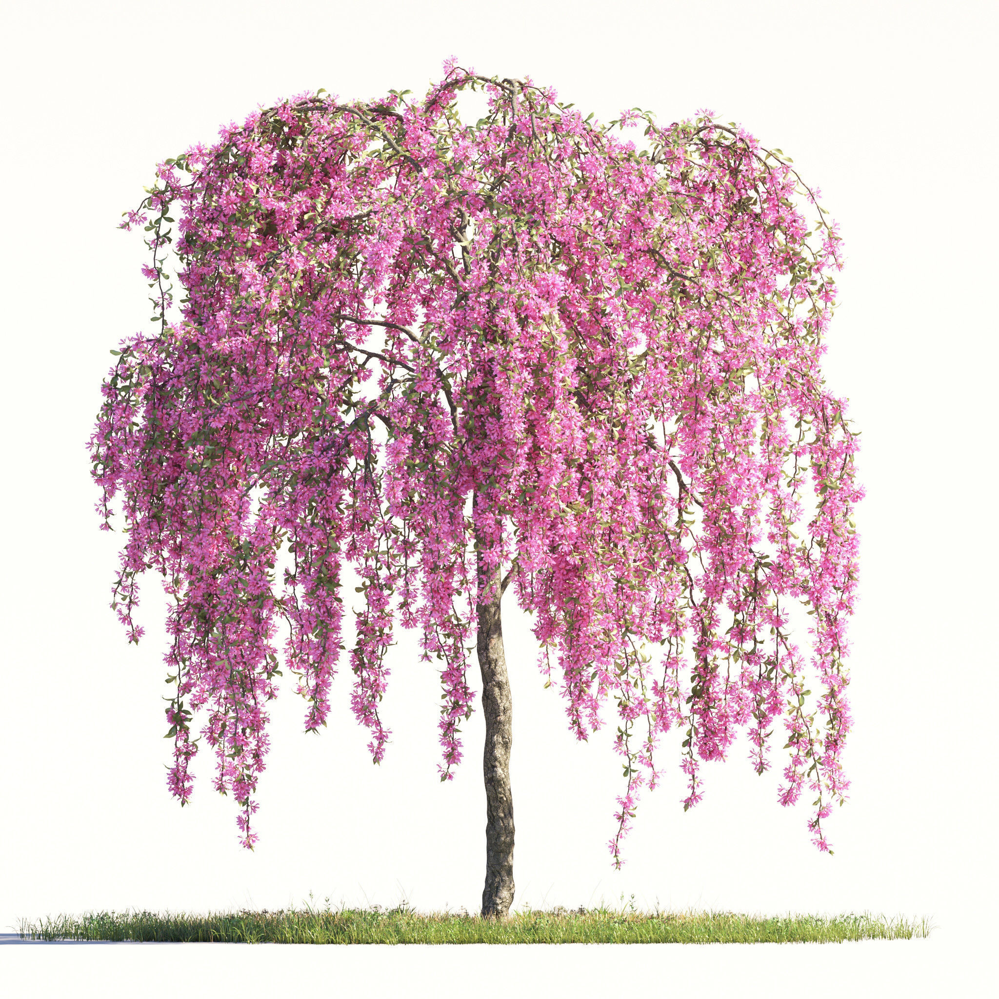 Archmodels vol 264 - collection of 40 blooming trees 3D model | CGTrader