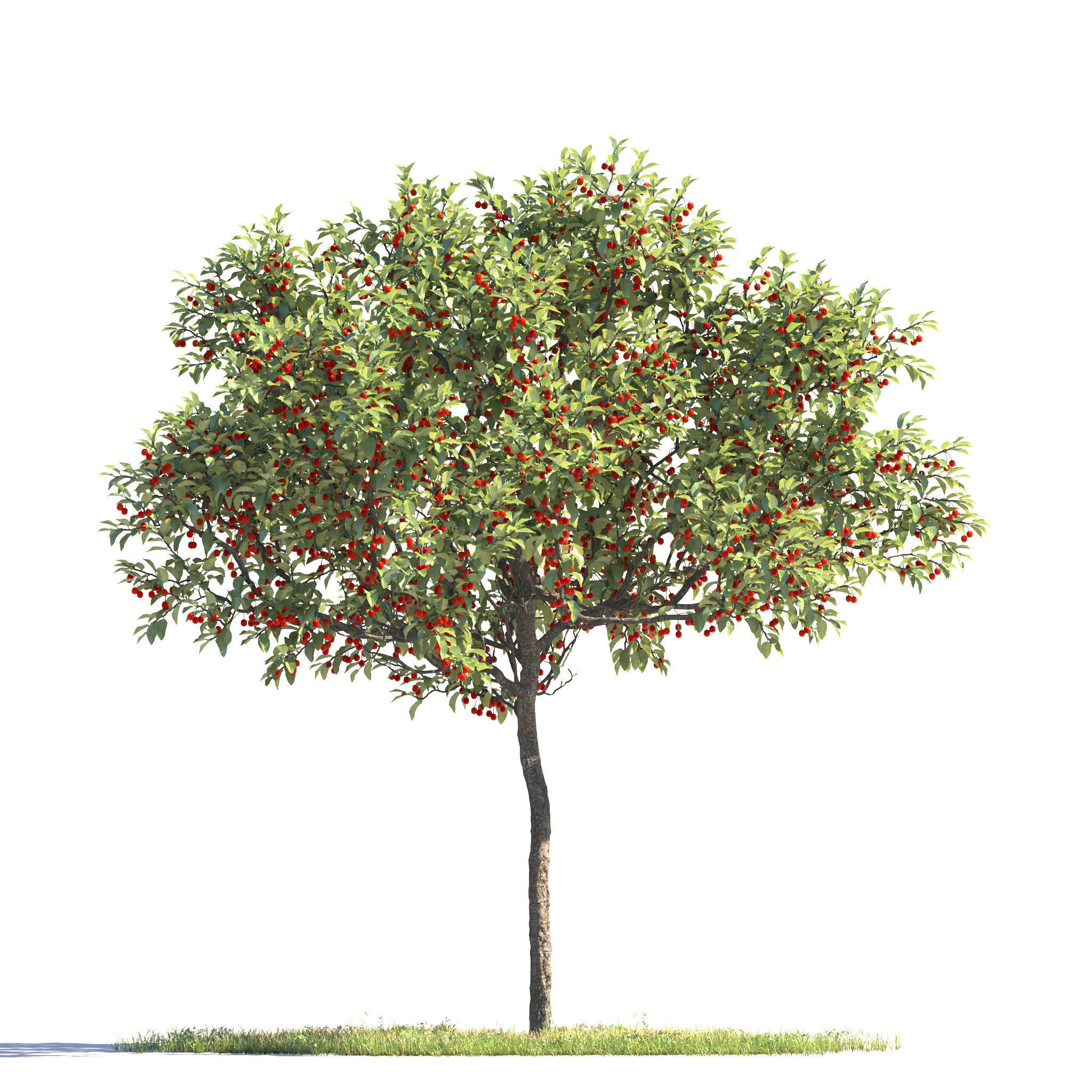 Archmodels vol 264 - collection of 40 blooming trees 3D model | CGTrader