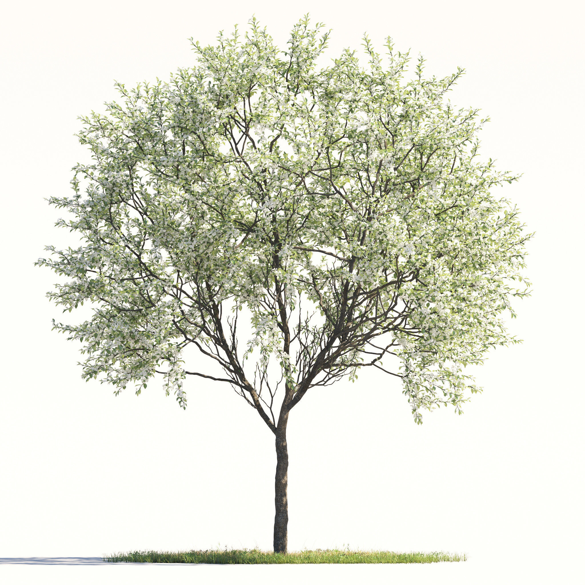 Archmodels vol 264 - collection of 40 blooming trees 3D model | CGTrader