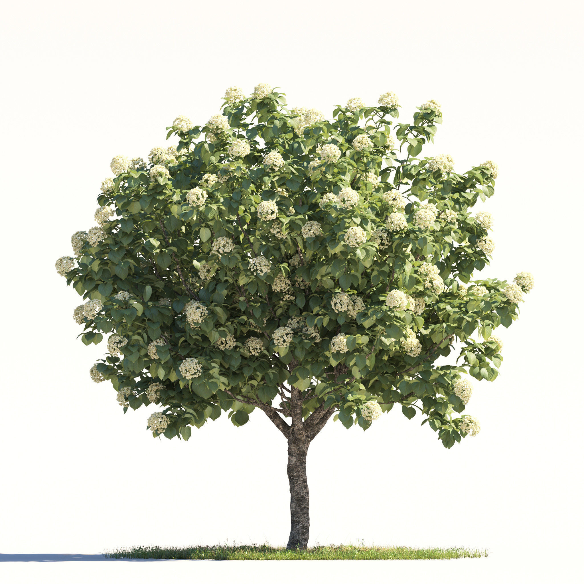 Archmodels vol 264 - collection of 40 blooming trees 3D model | CGTrader