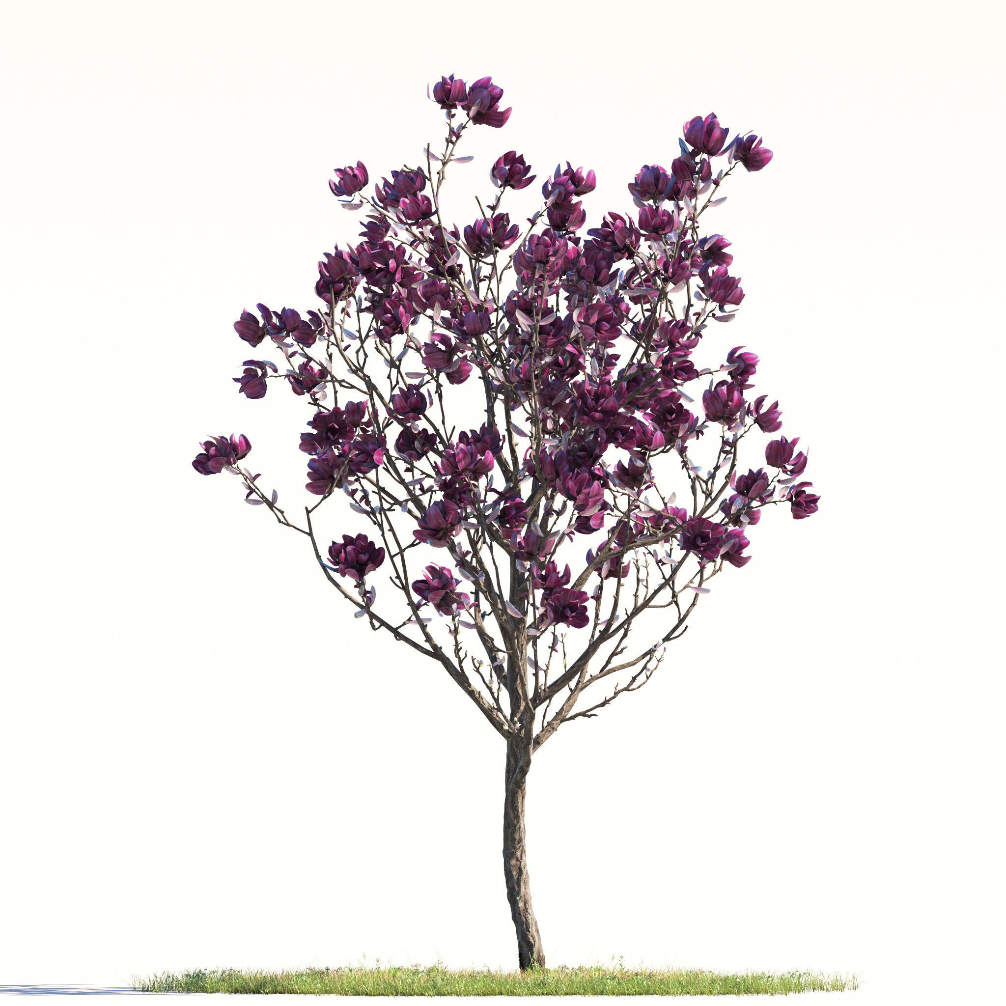 Archmodels vol 264 - collection of 40 blooming trees 3D model | CGTrader