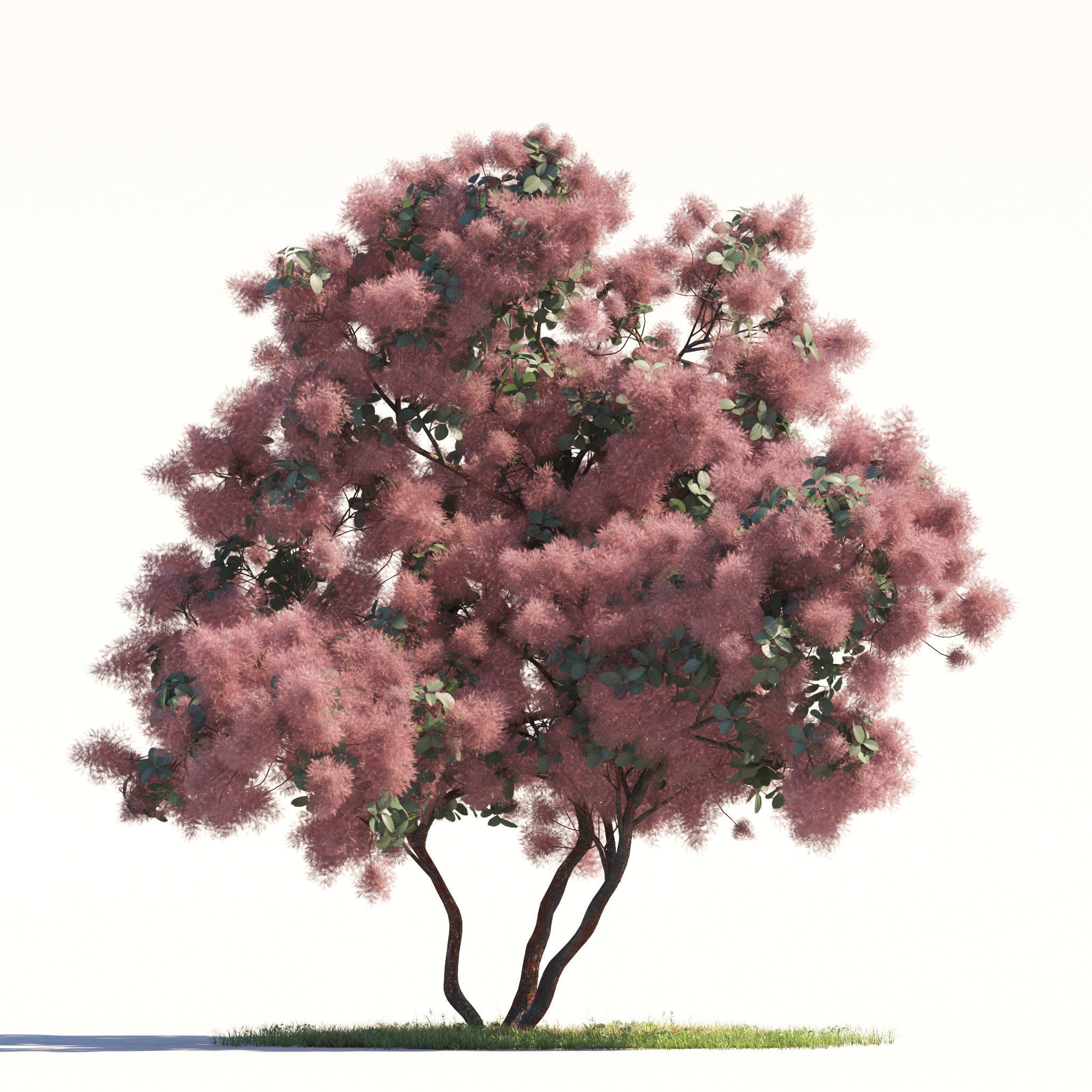 Archmodels vol 264 - collection of 40 blooming trees 3D model | CGTrader