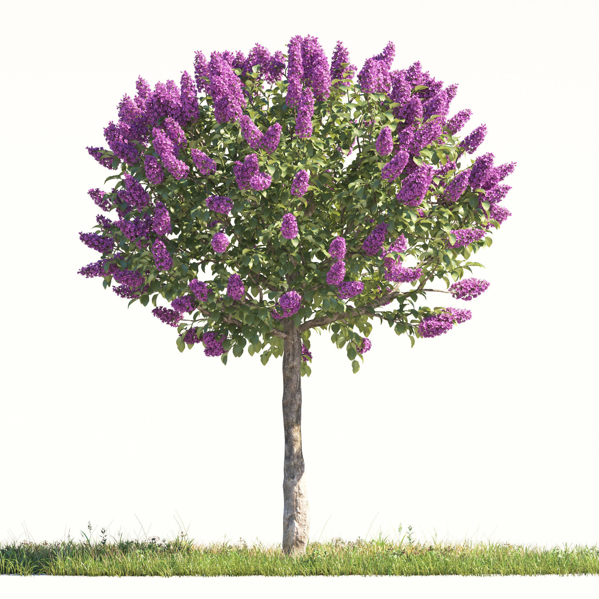 Archmodels vol 264 - collection of 40 blooming trees 3D model | CGTrader