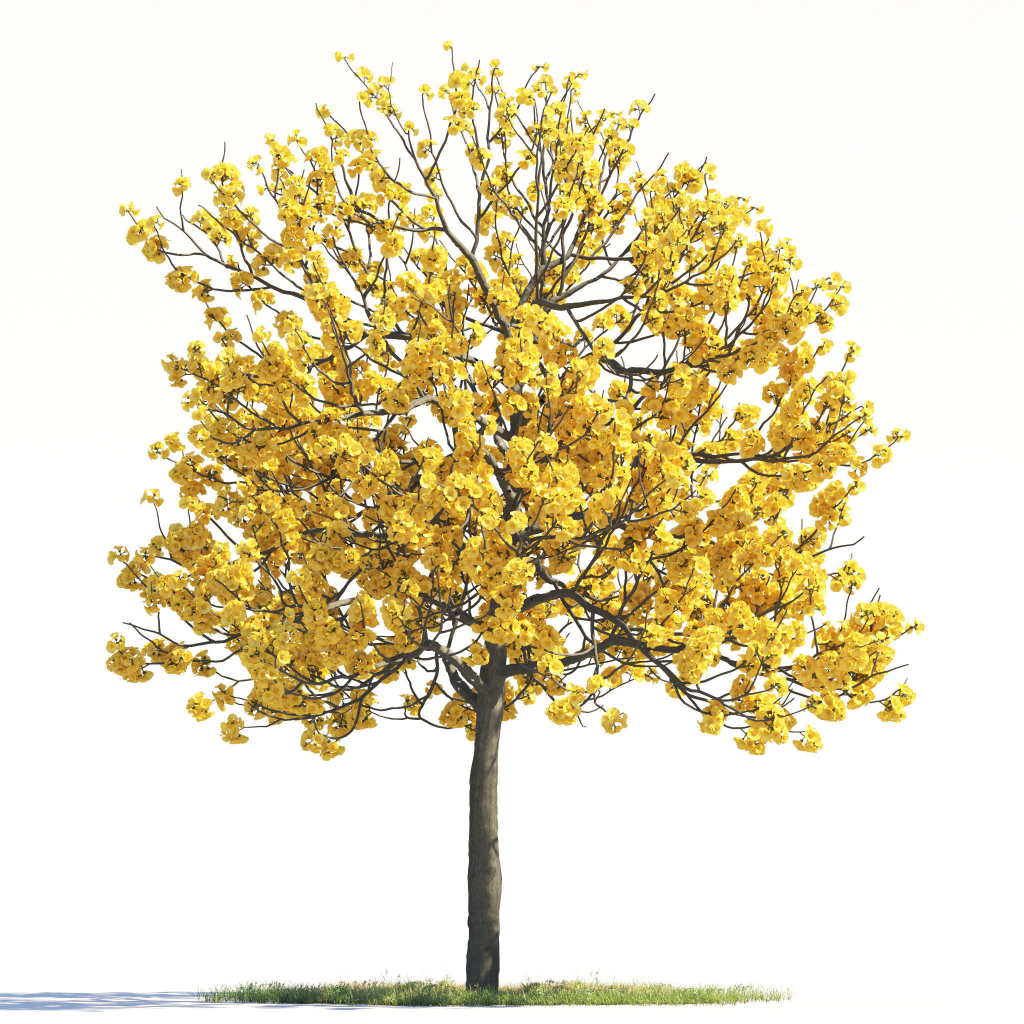 Archmodels vol 264 - collection of 40 blooming trees 3D model | CGTrader
