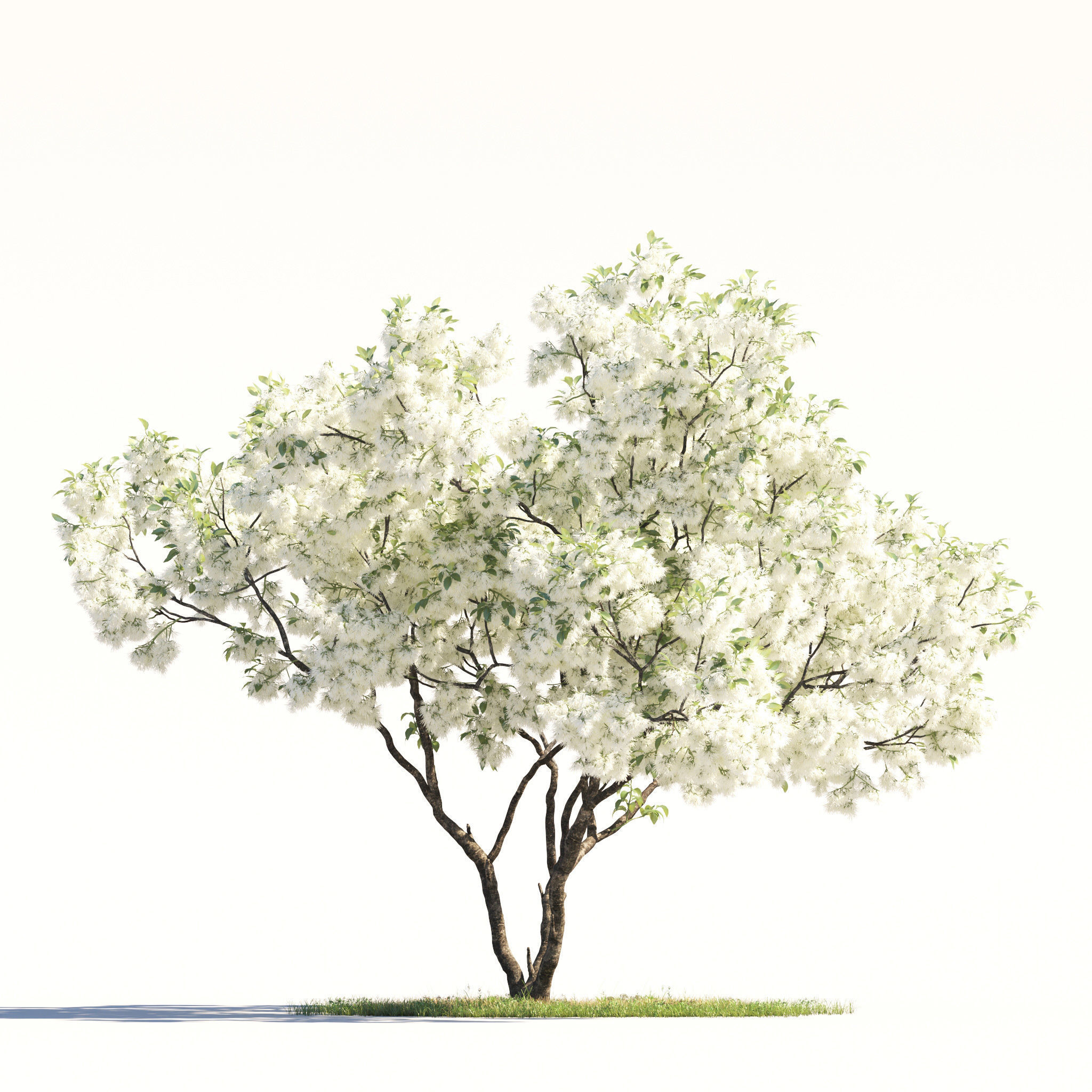 Archmodels vol 264 - collection of 40 blooming trees 3D model | CGTrader