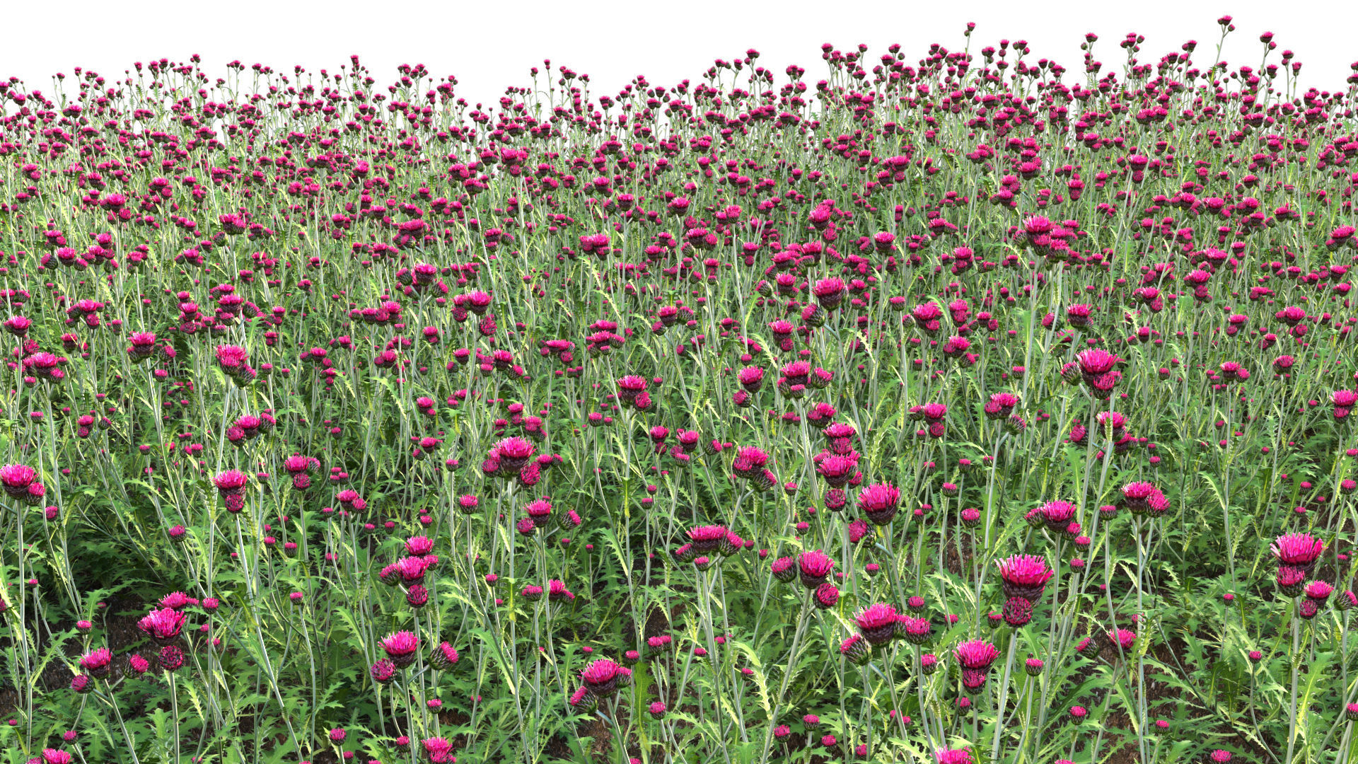 Cirsium rivulare Atropurpureum - Plume thistle Atropurpureum 02 3D ...
