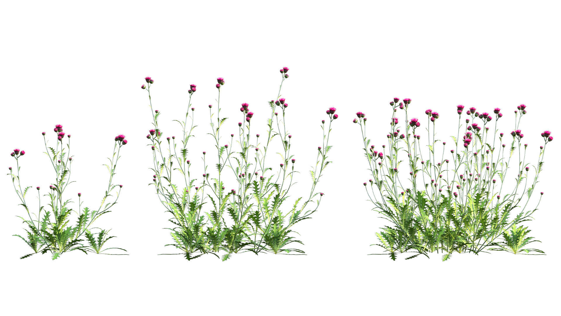 Cirsium rivulare Atropurpureum - Plume thistle Atropurpureum 02 3D ...