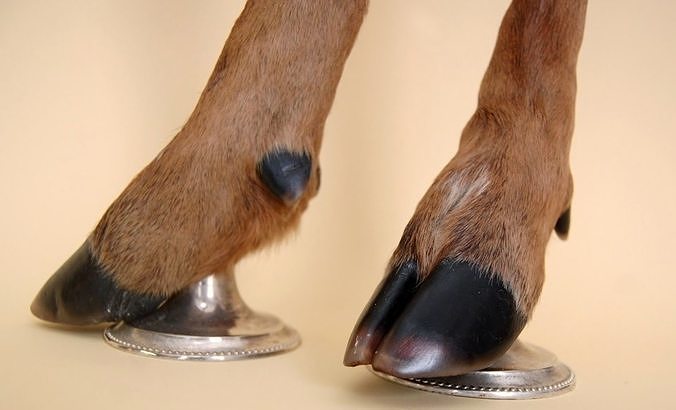 fawn hoof 1-1 3D model 3D printable | CGTrader