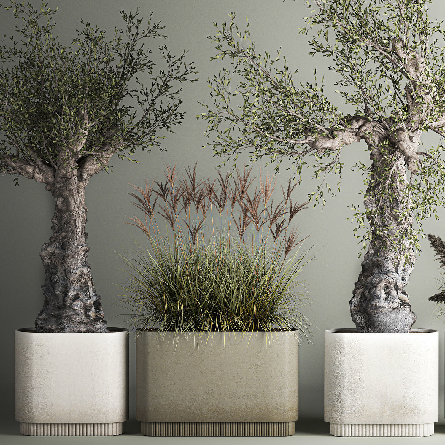 Decorative Old Olive Trees In Concrete Pots 3D model | CGTrader