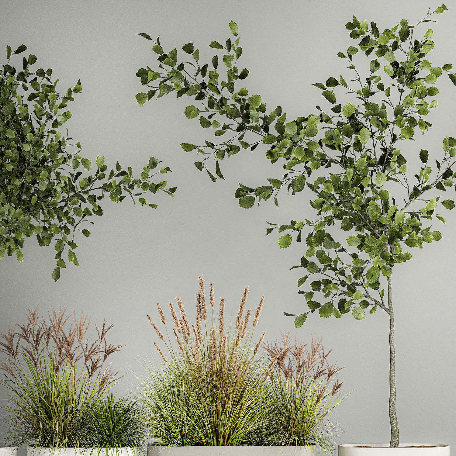 Decorative Trees In Concrete Pots For Landscaping 3D model | CGTrader