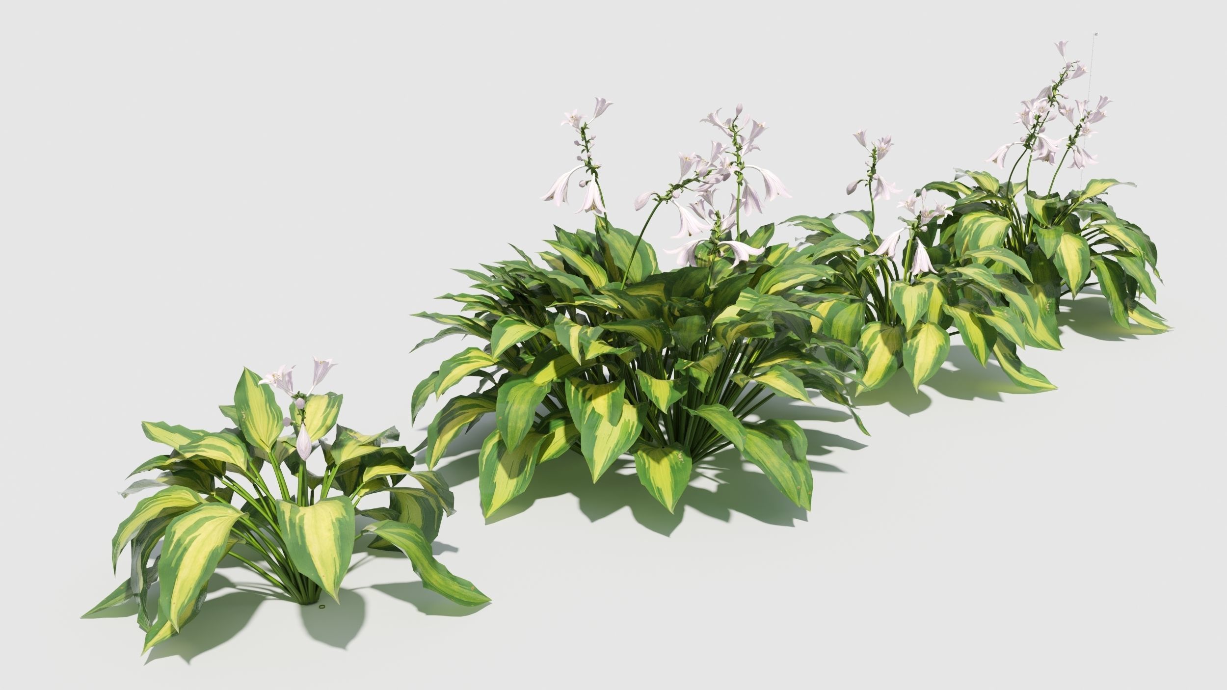 Hosta three plants in row 3D model | CGTrader
