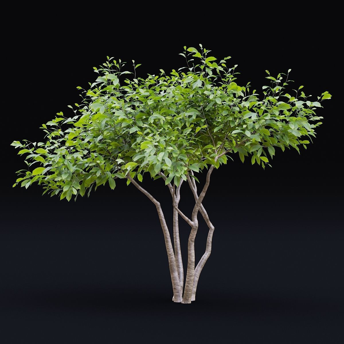 Magnolia stellata leaf bush 3D model | CGTrader