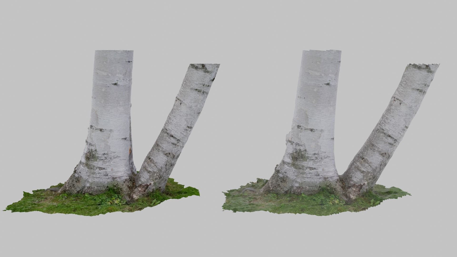 Birch Tree Trunk Pair - Photoscan 3D Model - Varying LOD free 3D model | CGTrader