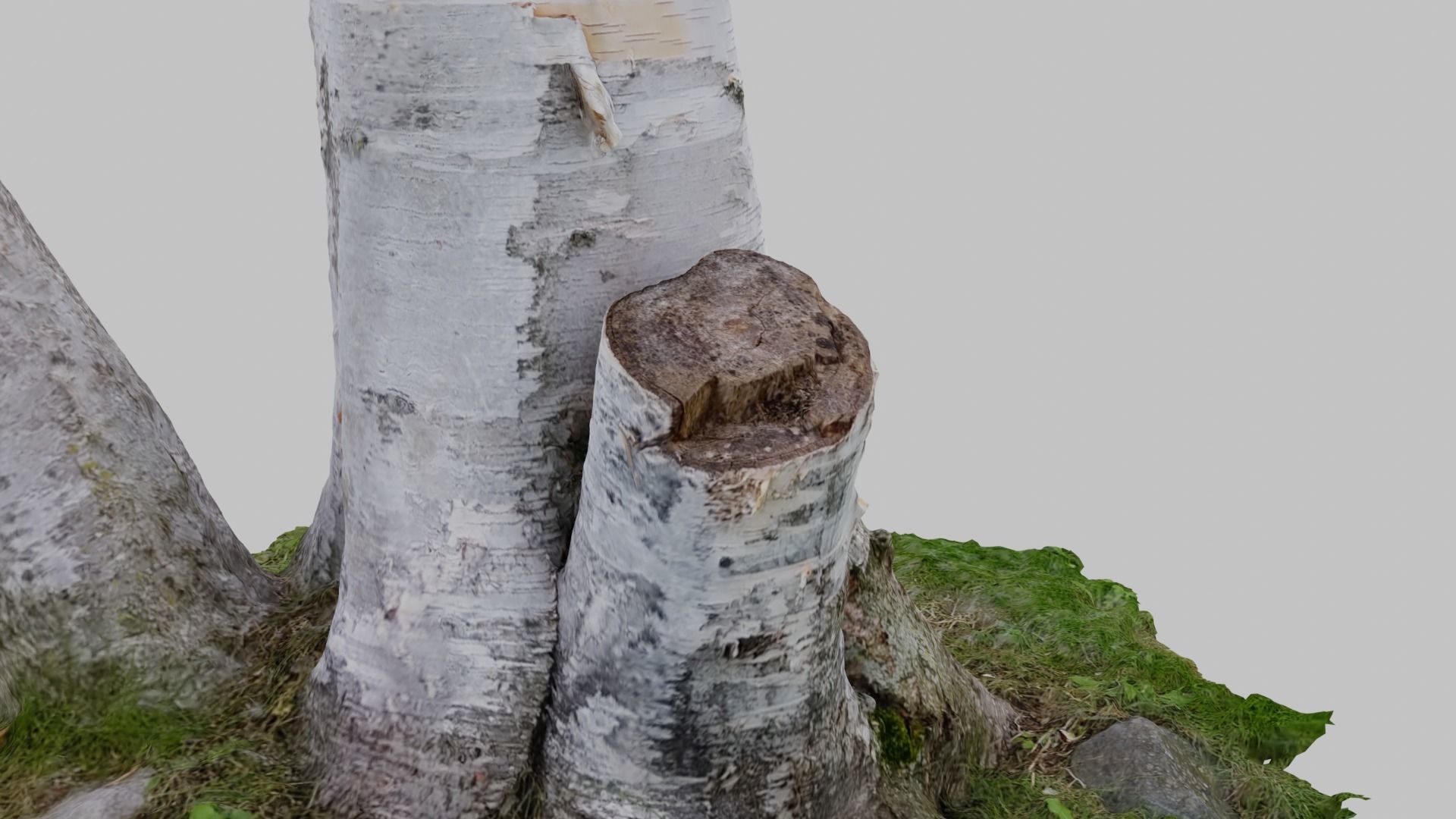 Birch Tree Trunk Pair - Photoscan 3D Model - Varying LOD free 3D model ...