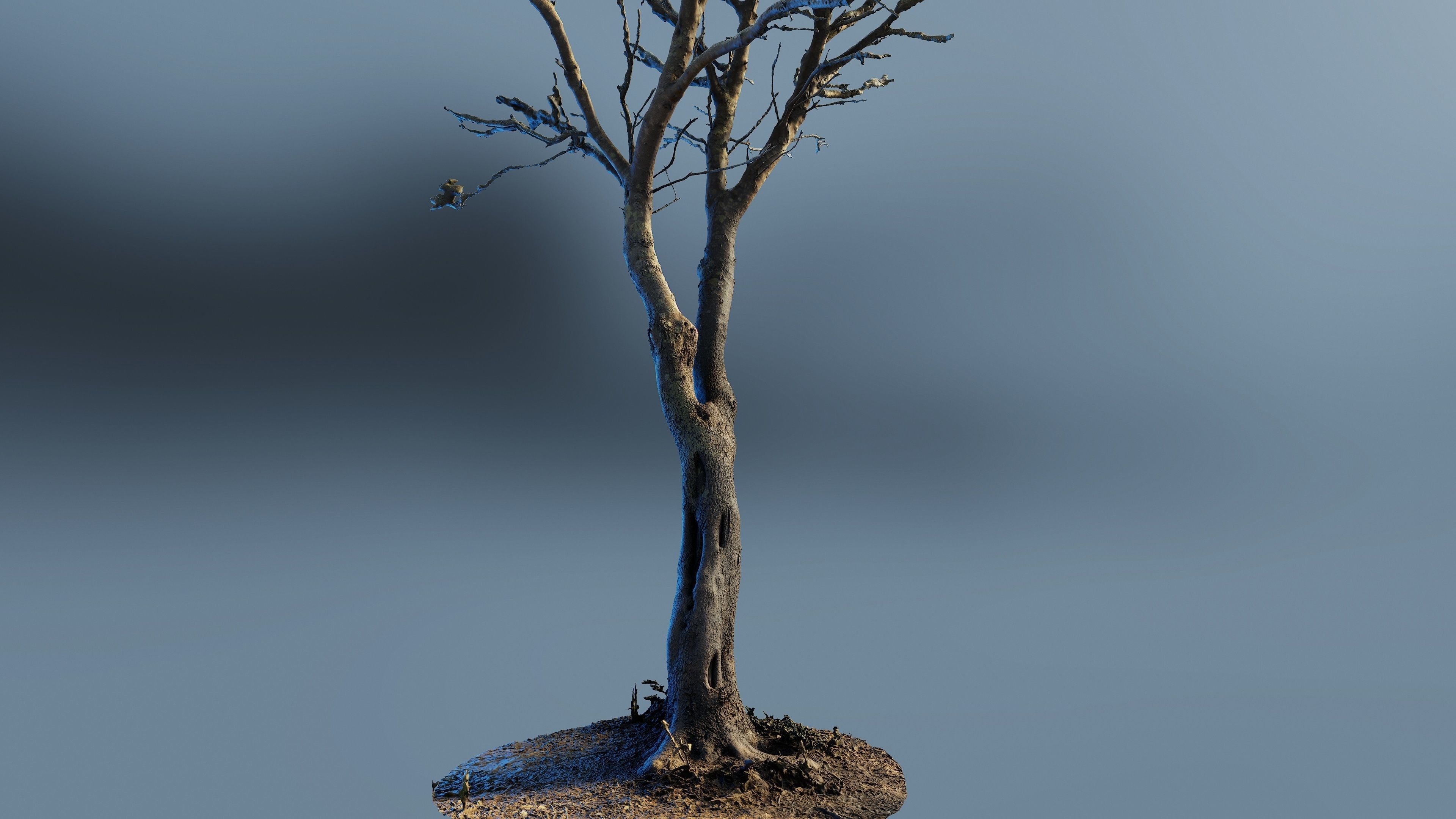 scantree01 dead tree 3D model | CGTrader