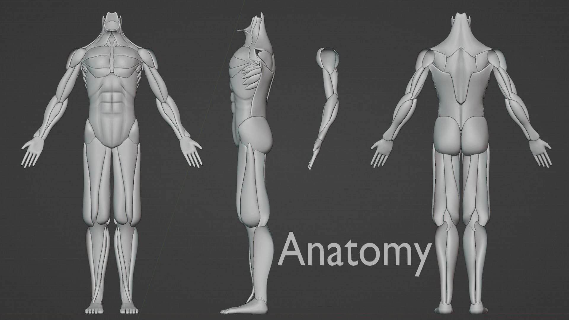 Anatomy of human body 3D model | CGTrader