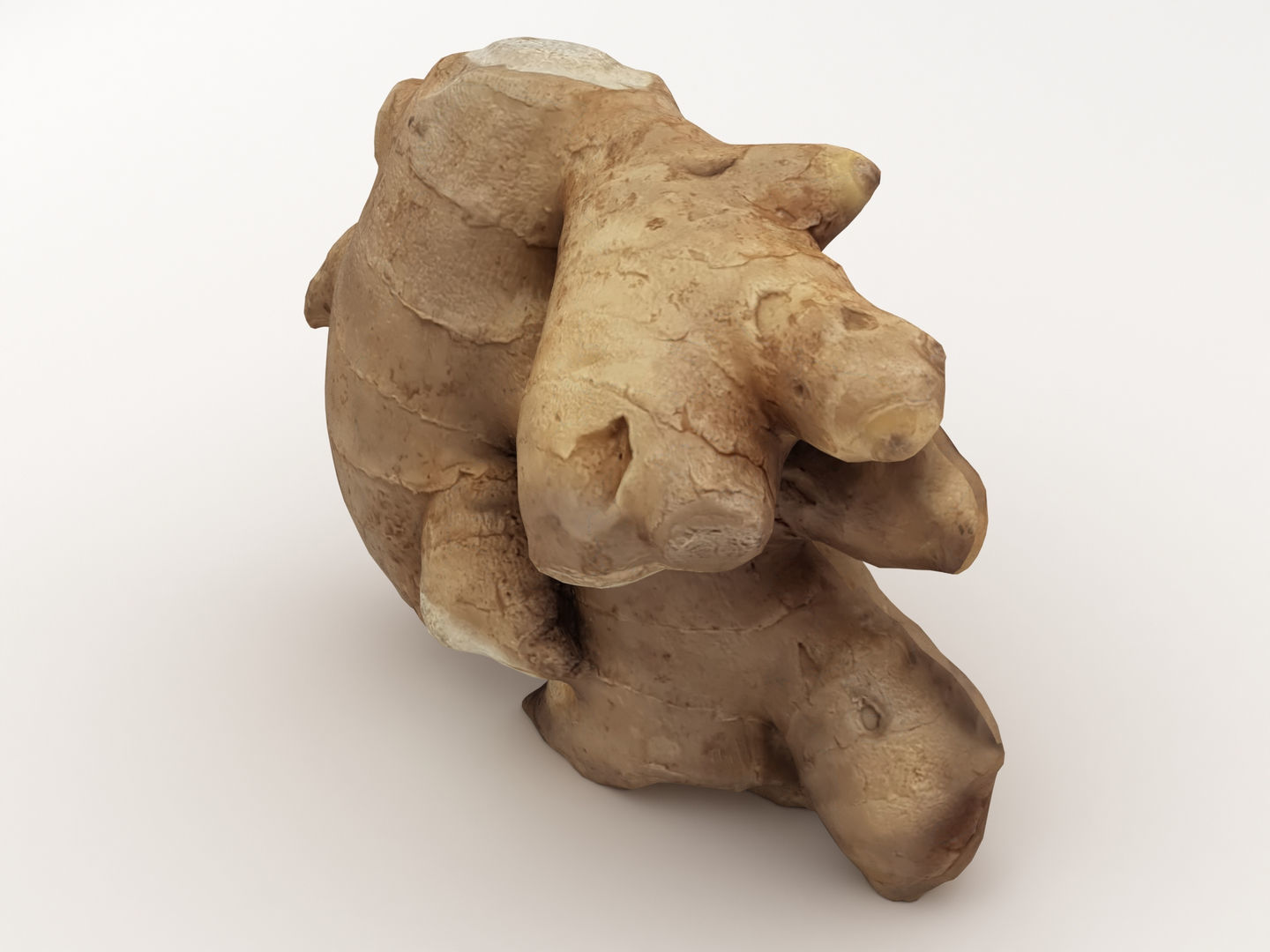 Root Ginger 3D model | CGTrader
