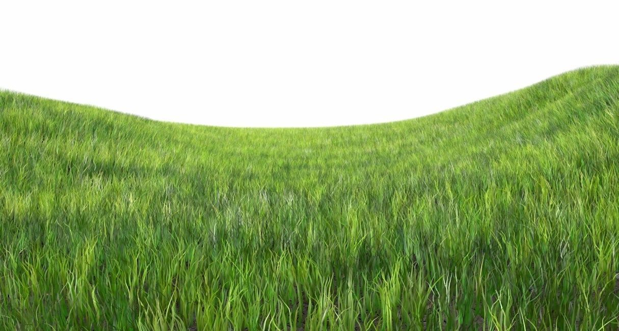 Dynamic Grass 3D model animated | CGTrader