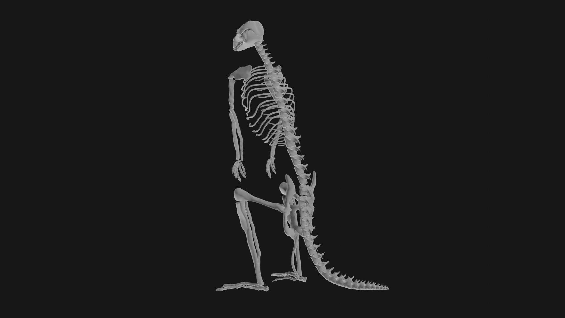Kangaroo skeleton 3D model | CGTrader