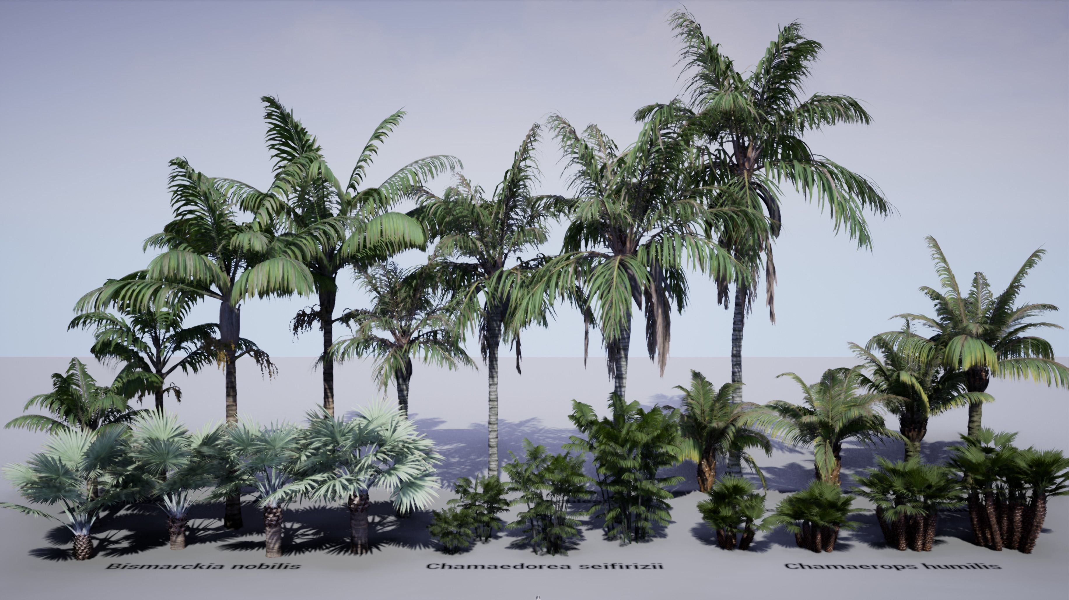 HQ Plants Volume 1 Palms for unreal engine 3D model set of 24 3D model animated | CGTrader