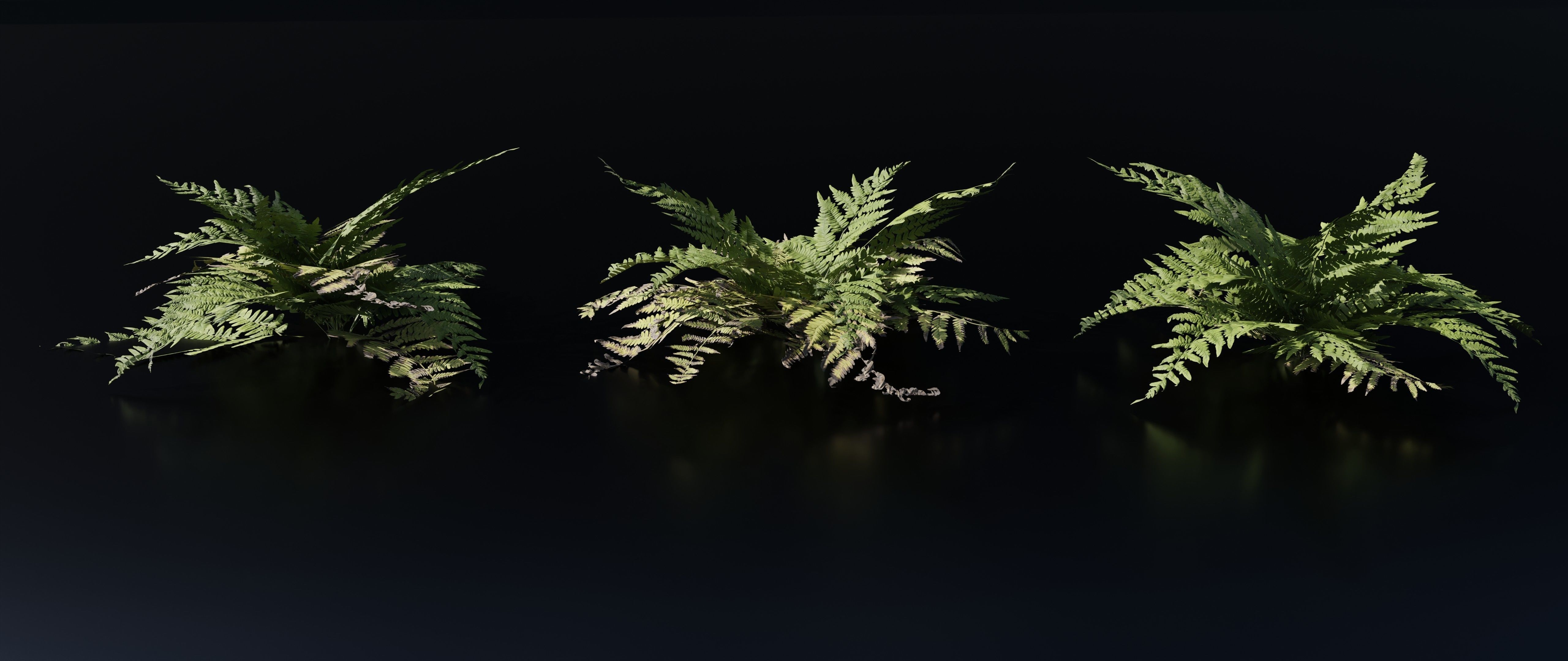 Fern Collection 3 ferns growing in ground 3D model | CGTrader
