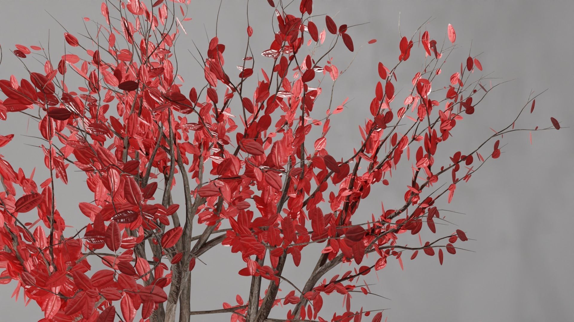 Japanese Trees Collection 3D model | CGTrader