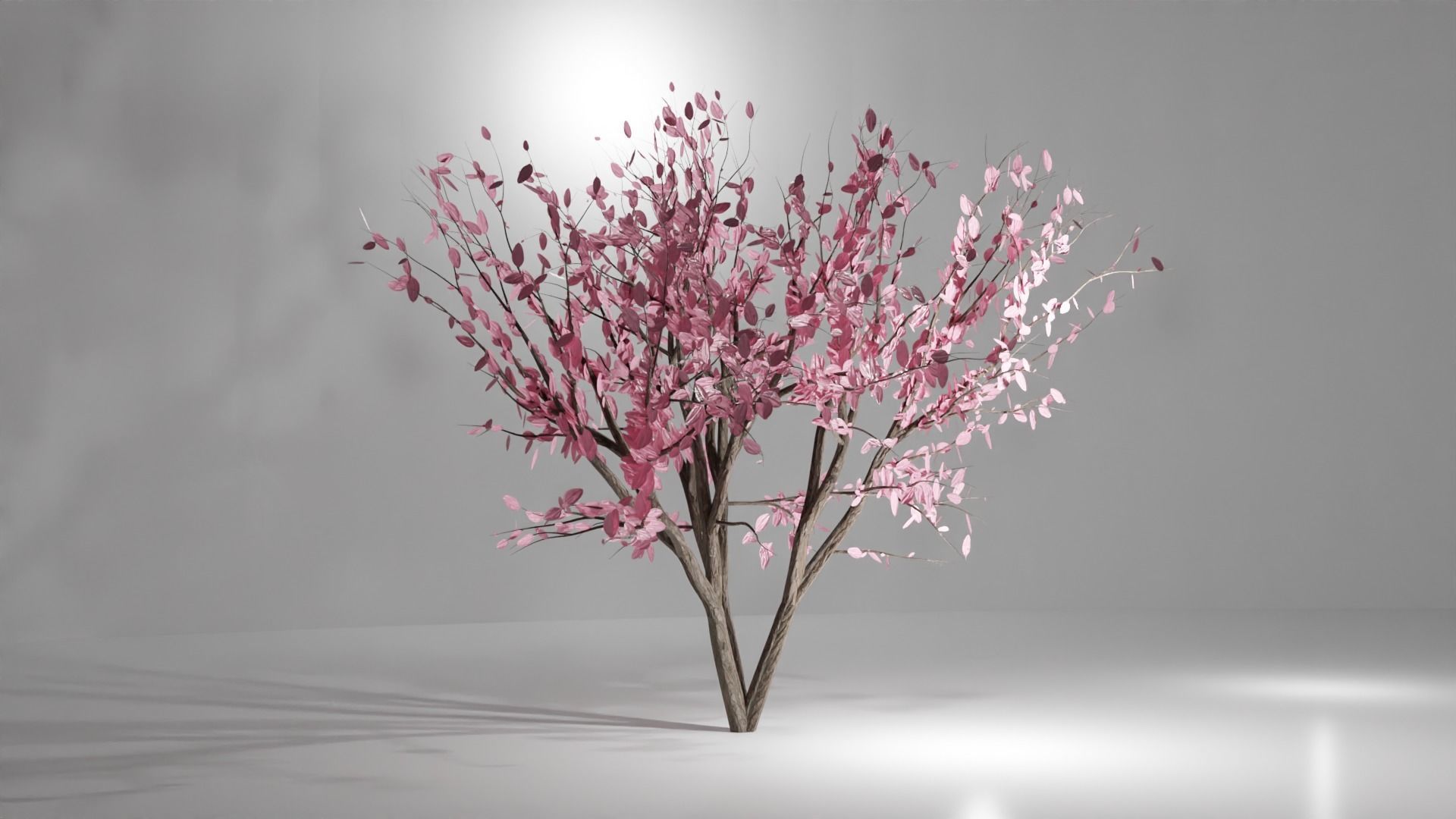Japanese Trees Collection 3D model | CGTrader