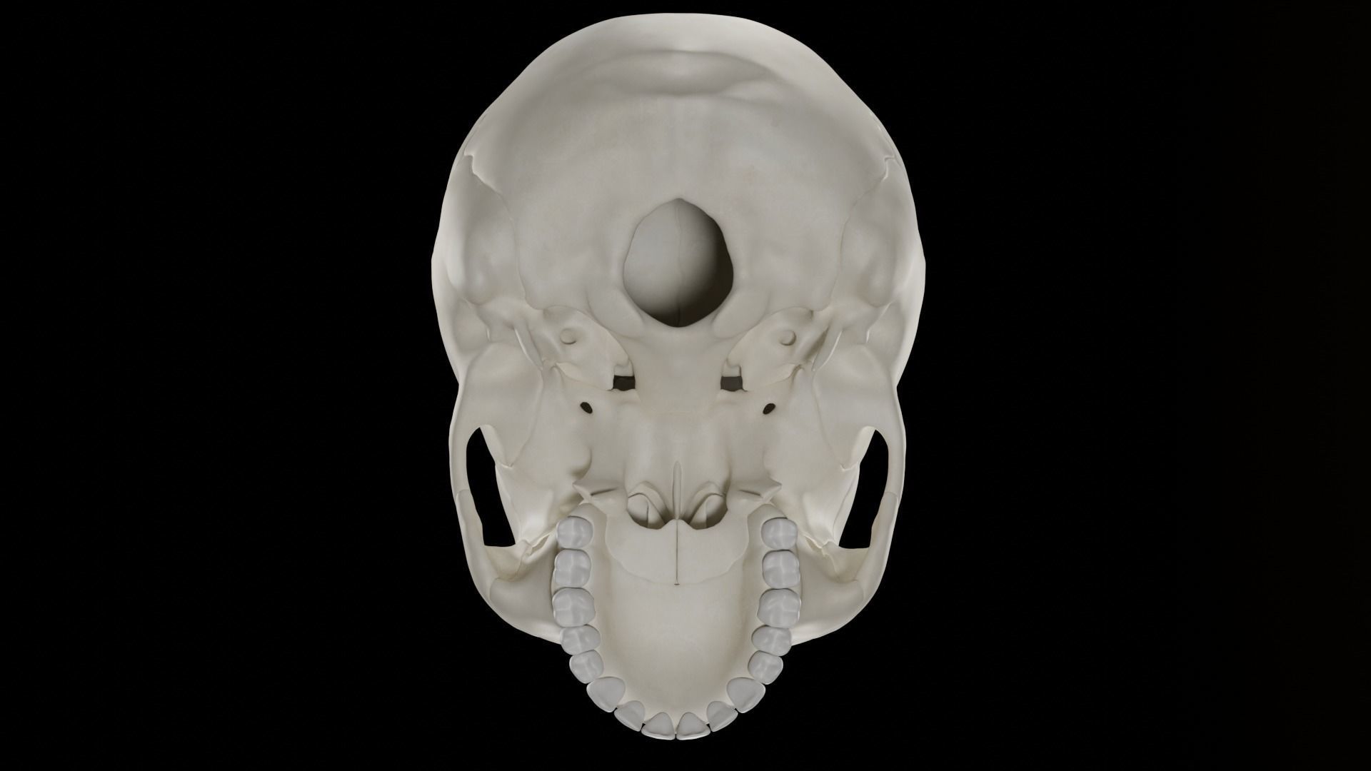 Human male skull and high detail human skull 3D model | CGTrader