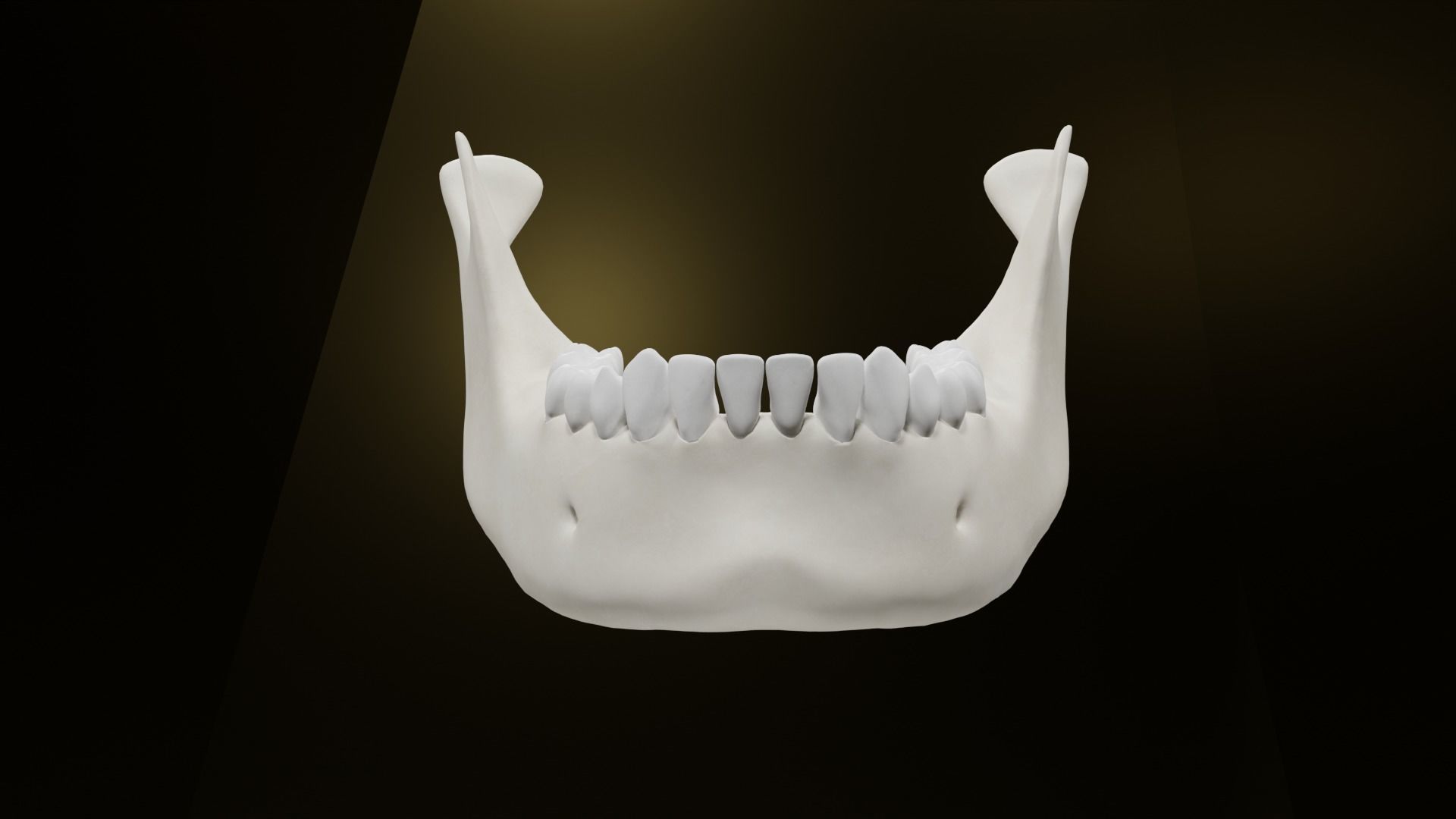 Human male skull and high detail human skull 3D model | CGTrader