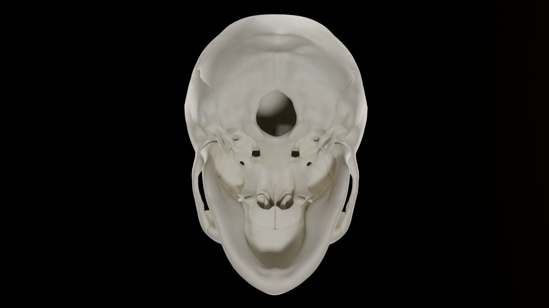 Human male skull and high detail human skull 3D model | CGTrader