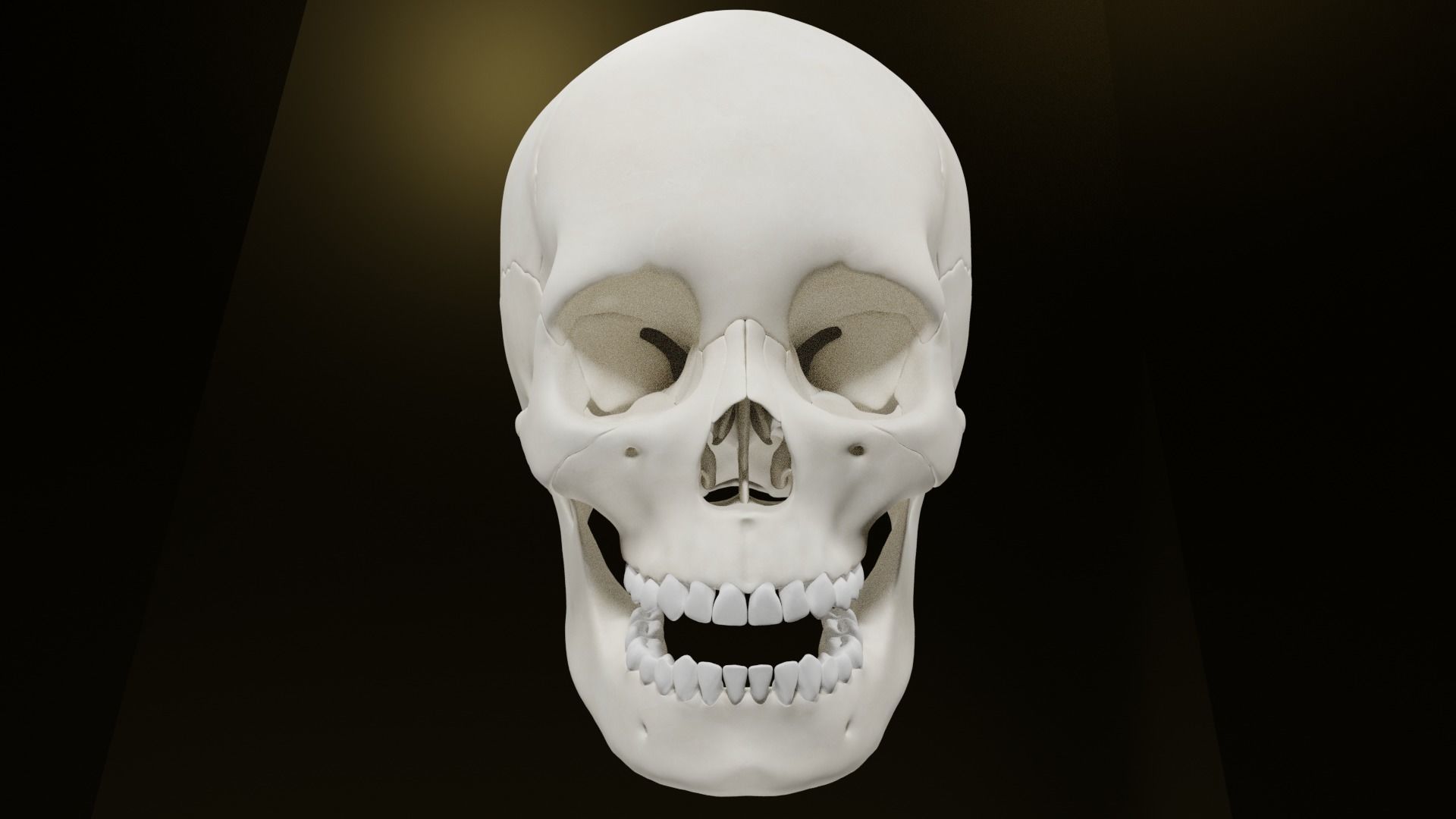 Human male skull and high detail human skull 3D model | CGTrader