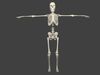 Skeleton With Rig 3D model rigged | CGTrader