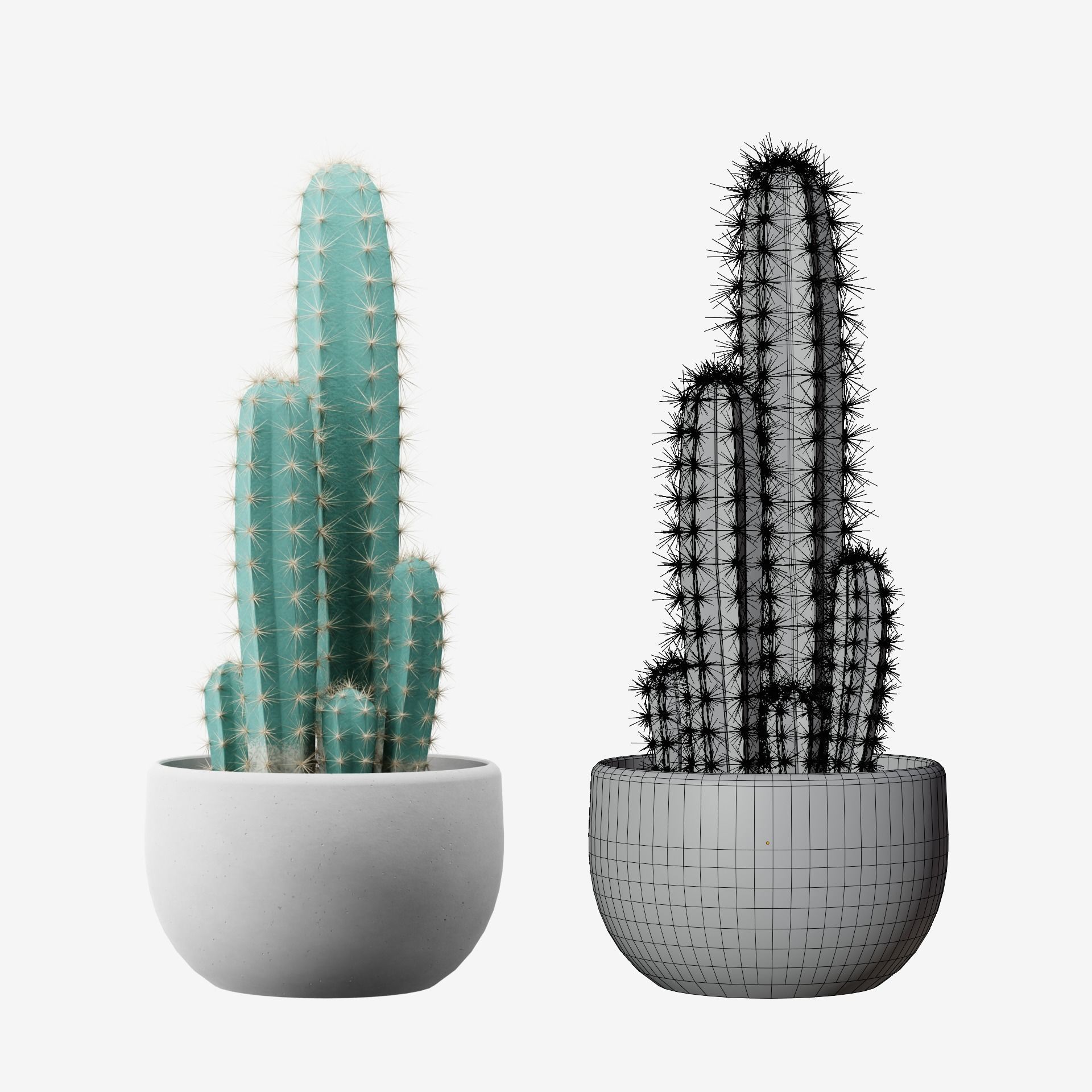 Realistic cactus Pilosocereus Azureus with pot 3D model | CGTrader
