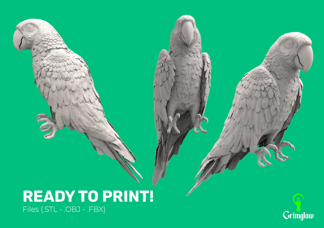 Scarlet macaw 3D model 3D printable | CGTrader