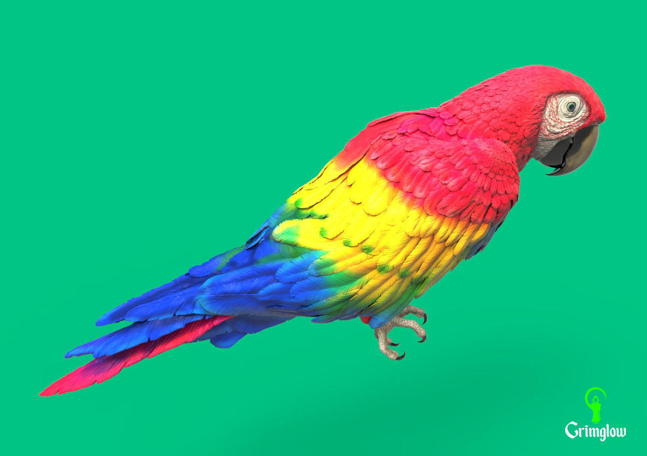 Scarlet macaw 3D model 3D printable | CGTrader