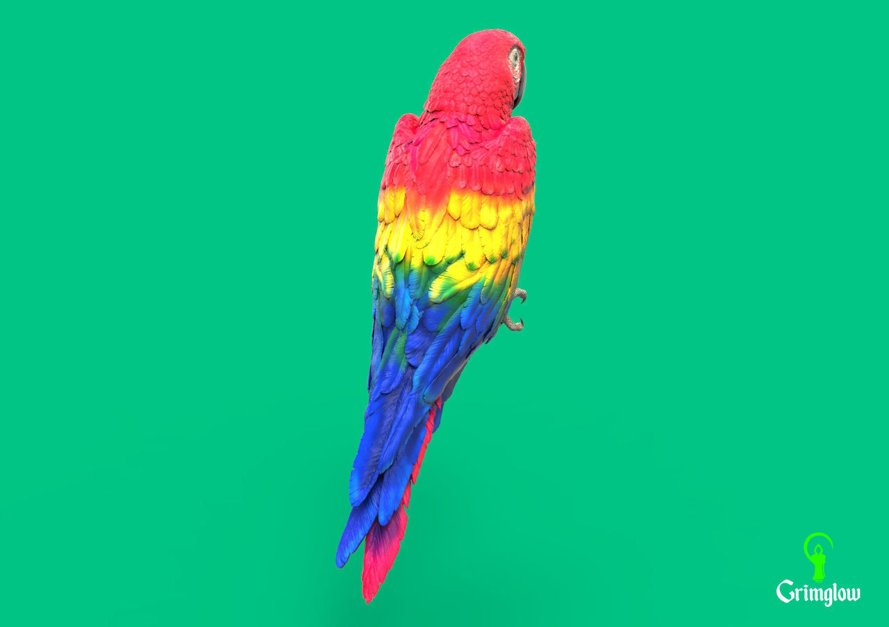 Scarlet macaw 3D model 3D printable | CGTrader