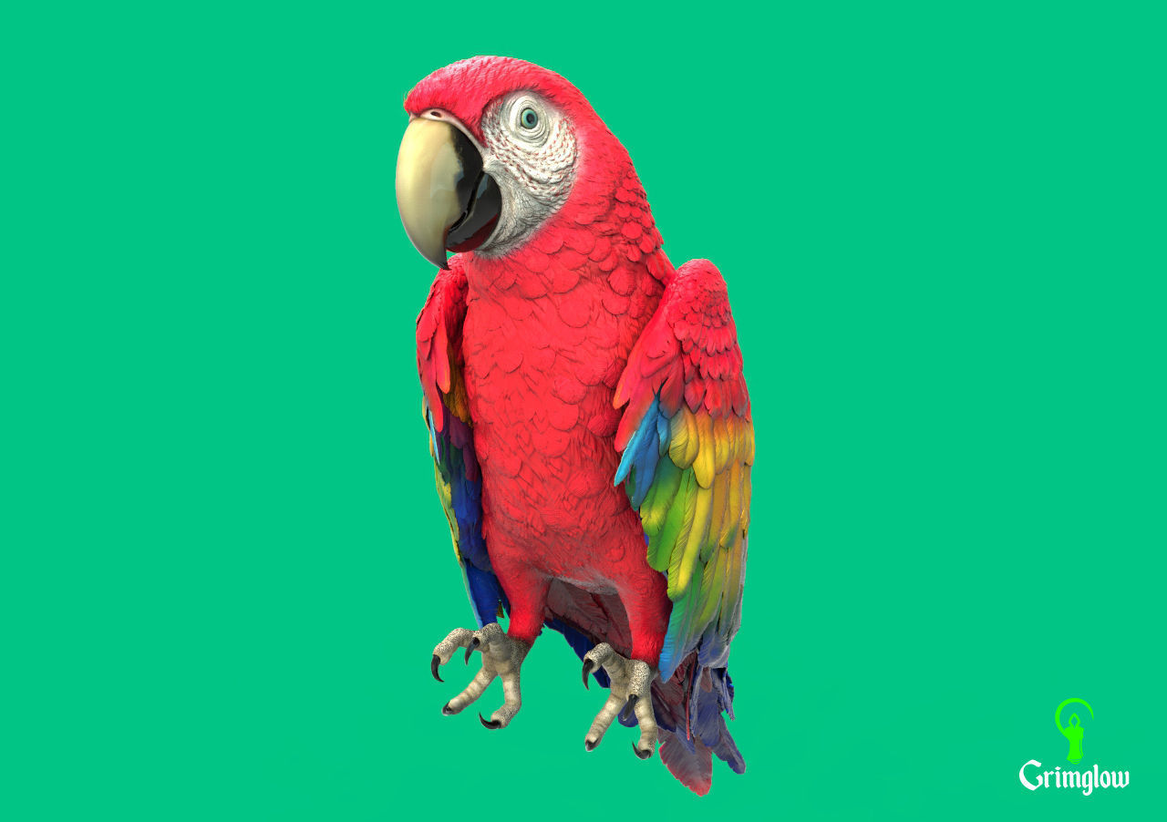 Scarlet macaw 3D model 3D printable | CGTrader