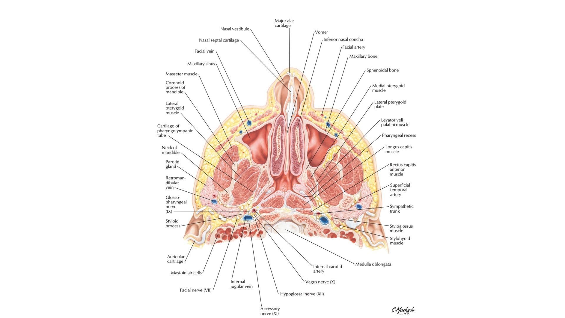 Nose and Maxillary Sinus Transverse Section 3D model | CGTrader