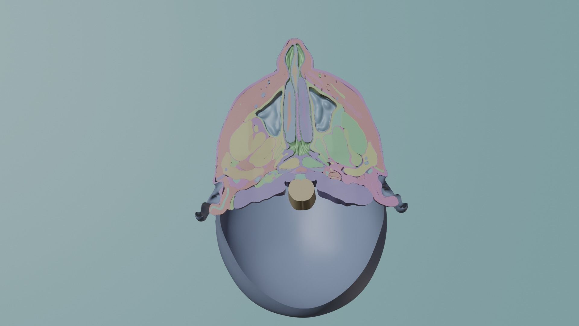 Nose and Maxillary Sinus Transverse Section 3D model | CGTrader