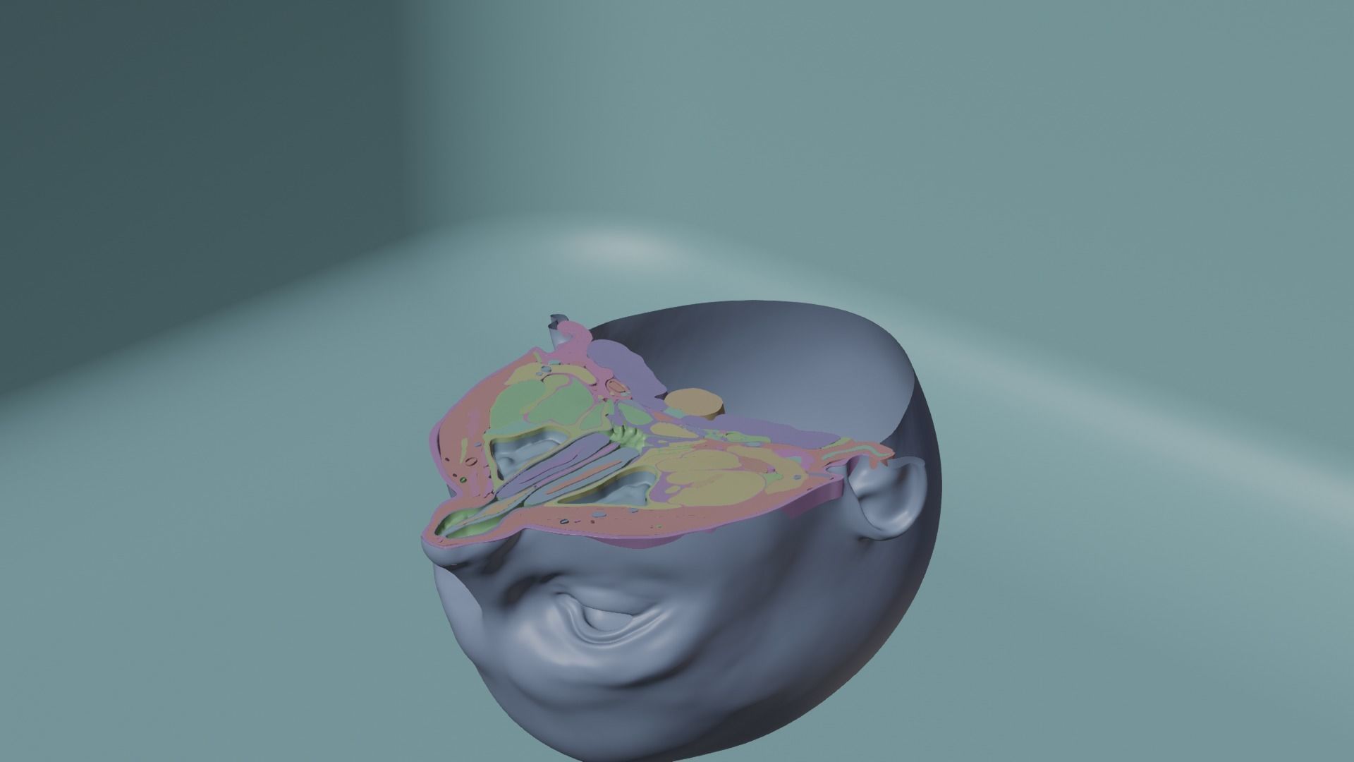 Nose and Maxillary Sinus Transverse Section 3D model | CGTrader