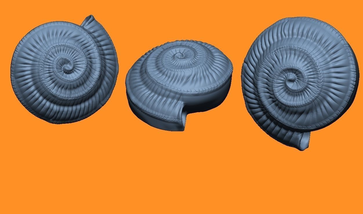 Sea Shells pack 01 3D Printable Models 3D model 3D printable | CGTrader