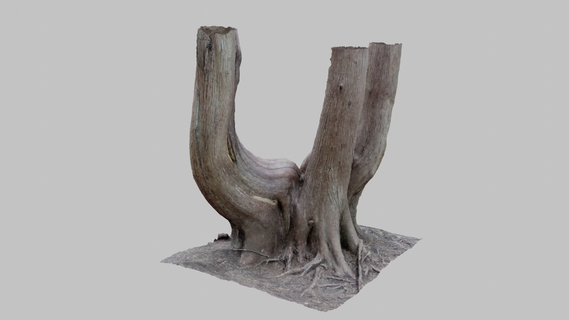 Large Cedar Tree - Photoscan 3D Model - Varying LOD free 3D model ...