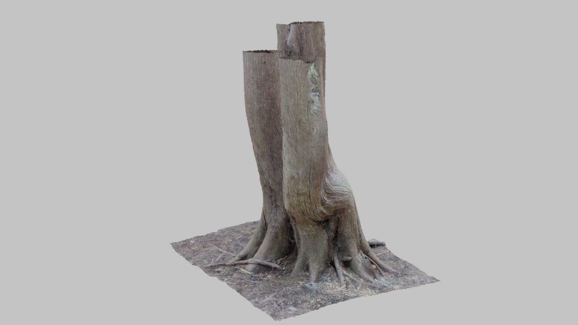 Large Cedar Tree - Photoscan 3D Model - Varying LOD free 3D model ...