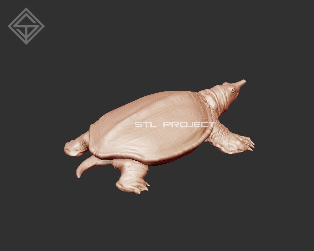 Soft Shelled Turtle free 3D model 3D printable | CGTrader