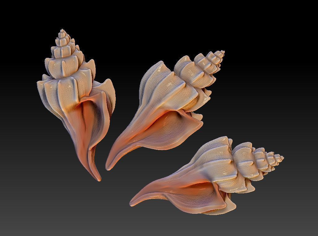 Seashell 3D model 3D printable | CGTrader