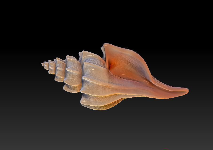 Seashell 3D model 3D printable | CGTrader