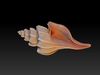 Seashell 3D model 3D printable | CGTrader